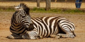 Twycross Zoo - Visit Leicester