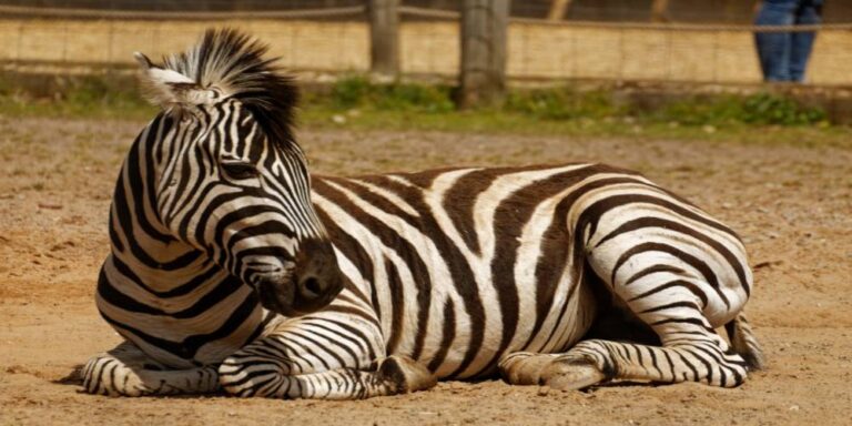 Twycross Zoo - Visit Leicester