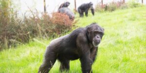 Twycross Zoo - Visit Leicester