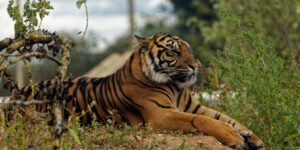 Twycross Zoo - Visit Leicester
