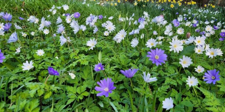 Leicester Botanic Garden and Attenborough Arboretum - Visit Leicester